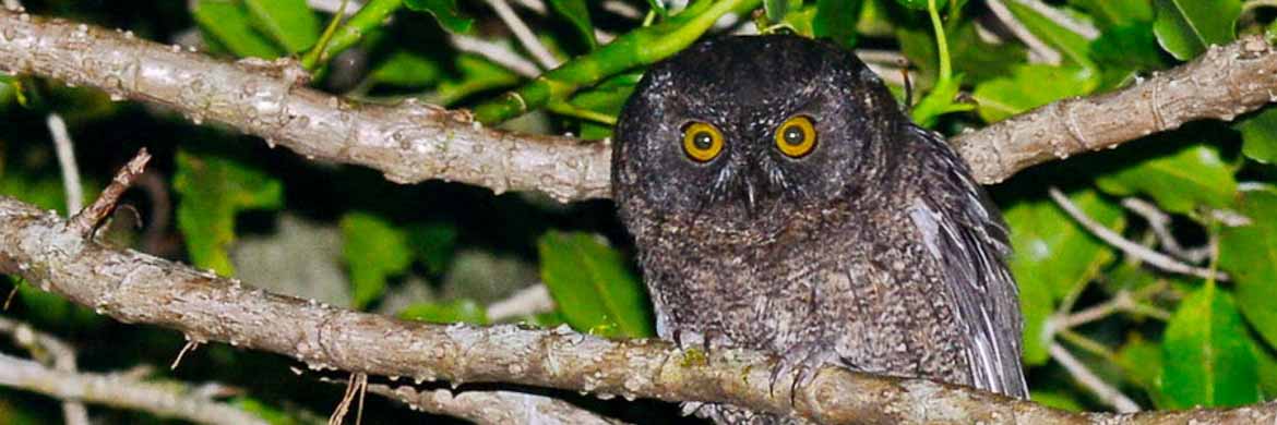 Birding Tour Comoros and Mayotte