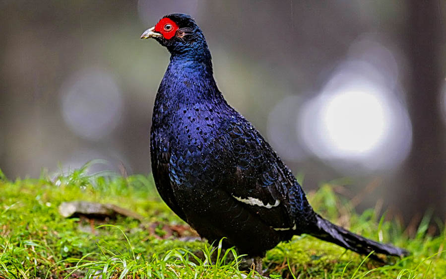 Birding Tour Taiwan: Birding Extravaganza - Birding Ecotours