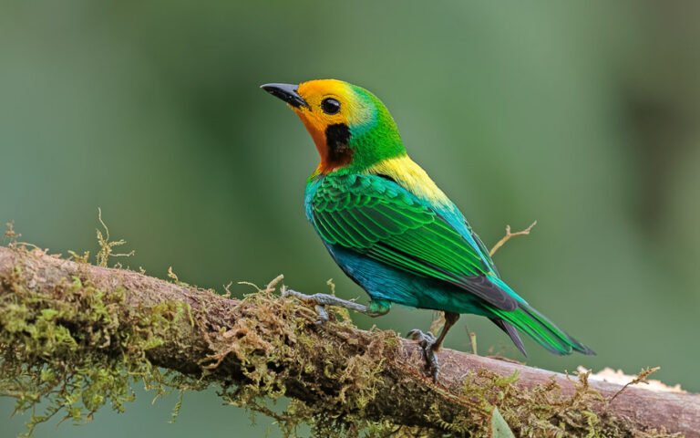 The Very Best of Colombia: The Andes & Chocó - Birding Ecotours