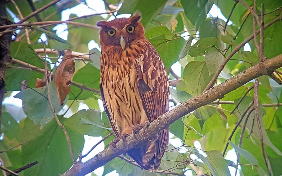 Birding Tour Philippines: Spectacular Endemic Birding