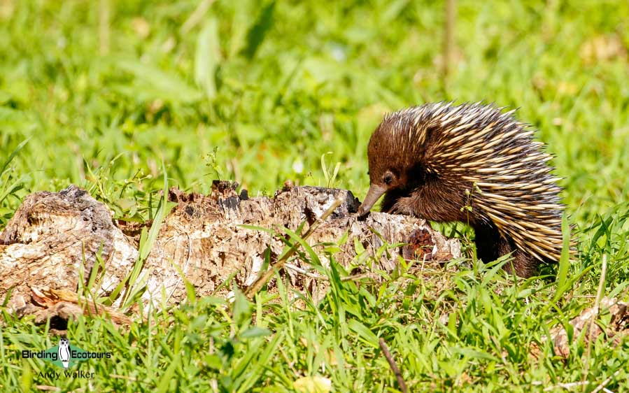 Birding Western Australia: Southwest Specialties - Birding Ecotours