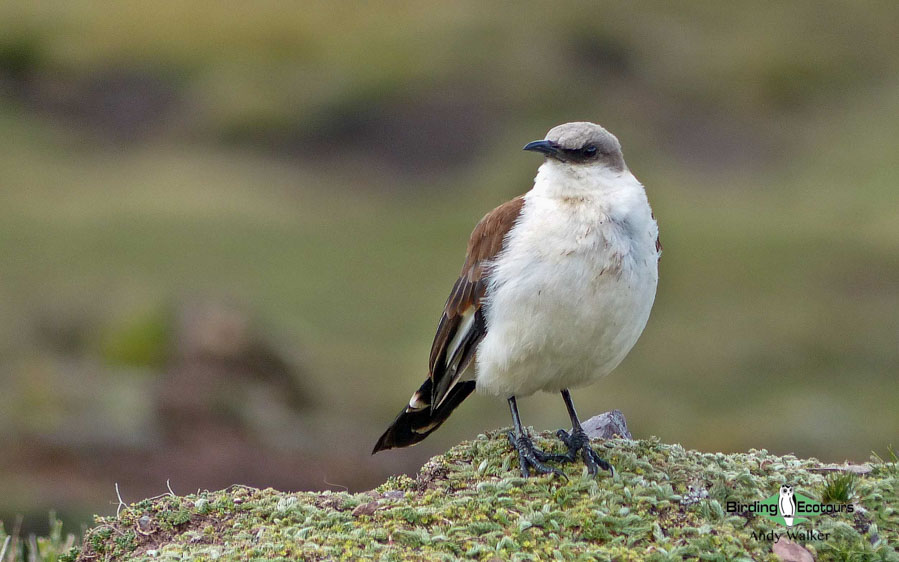 Diademed Sandpiper-plover and Lima Highlights tour - Birding Ecotours