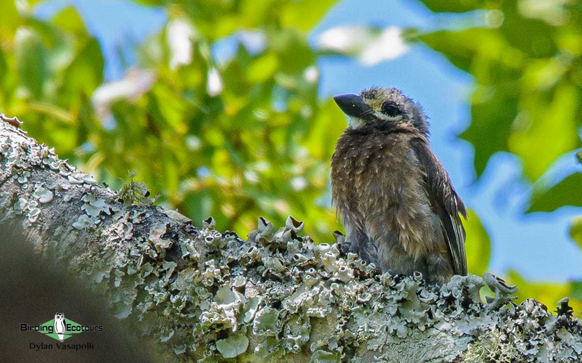 Zimbabwe Birding Tours - Birding Ecotours