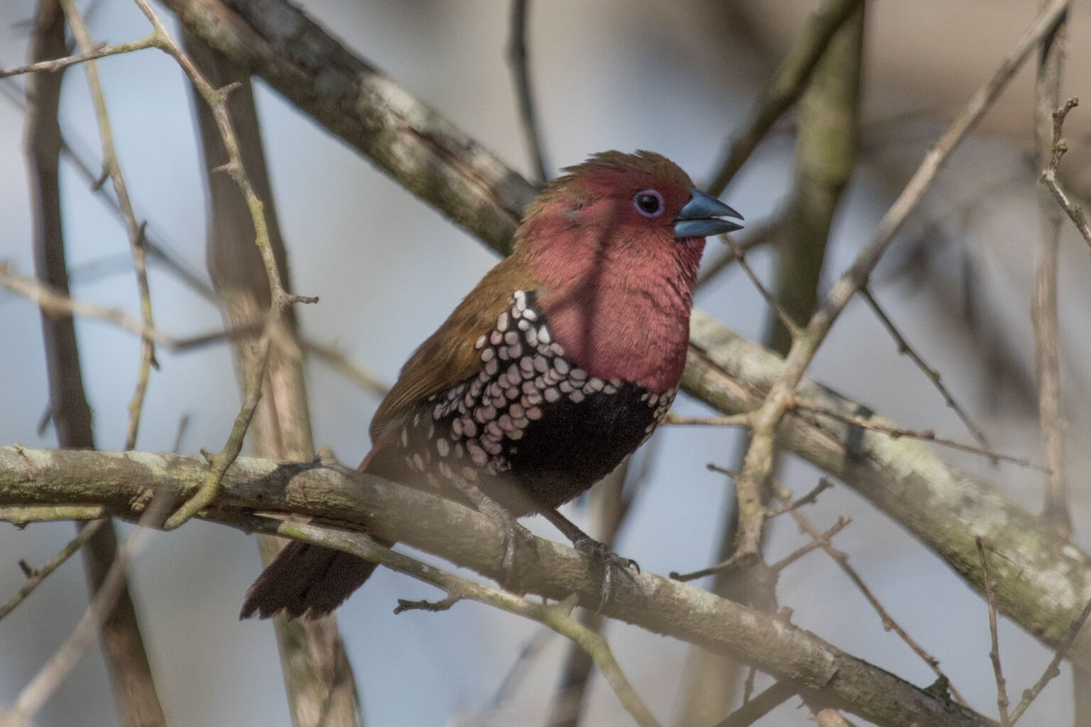 Zululand: Birding the forests and savannas of the Zulu Kingdom