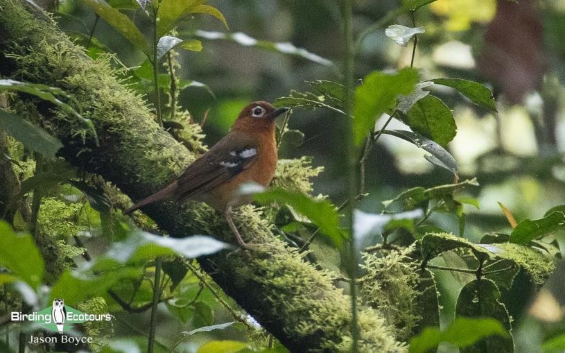 Birding Tour Uganda: Shoebill, Albertine Rift Endemics and Great Apes