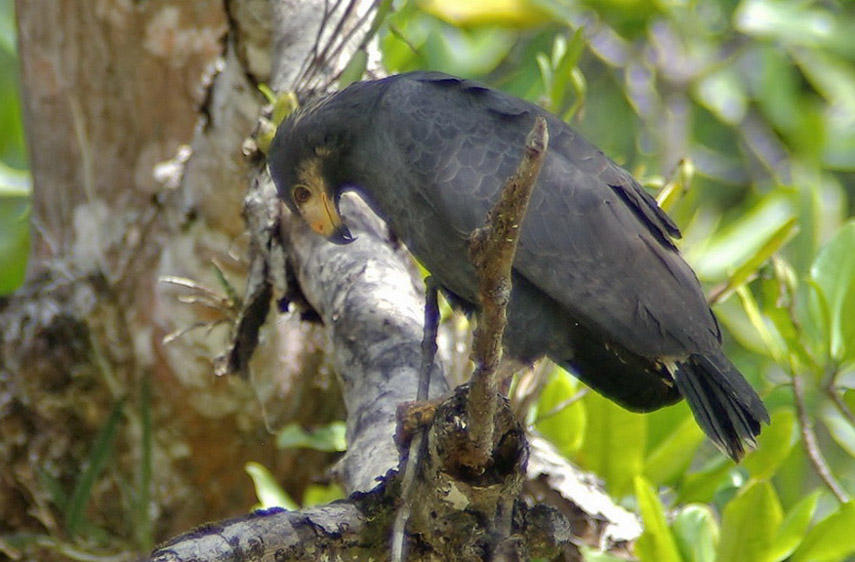 Birding Tour USA: Arizona - Desert, Sky Islands, and the Grand Canyon