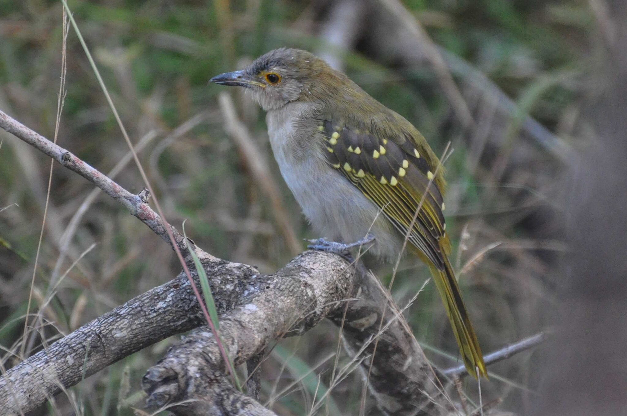 Zululand: Birding the forests and savannas of the Zulu Kingdom