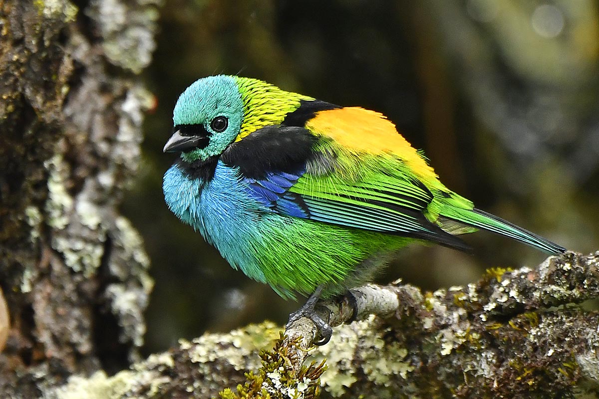 Southeast Brazil - Atlantic Forest Endemics Paradise