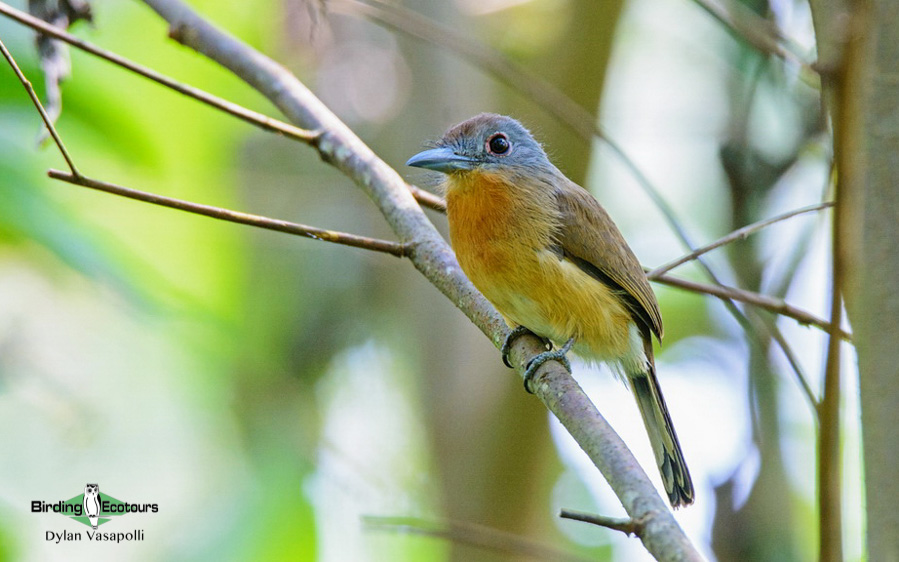Panama Birding Tours - Birding Ecotours