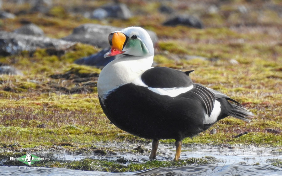 Iceland Birding Tours - Birding Ecotours