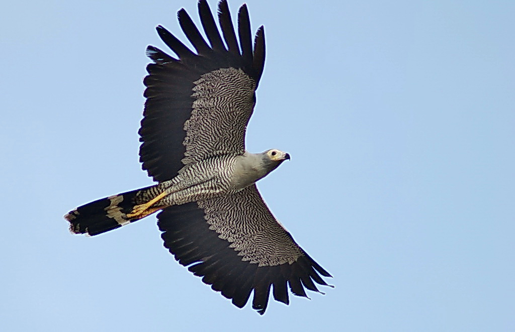 Birding Tour Madagascar: The Remote North - Birding Ecotours