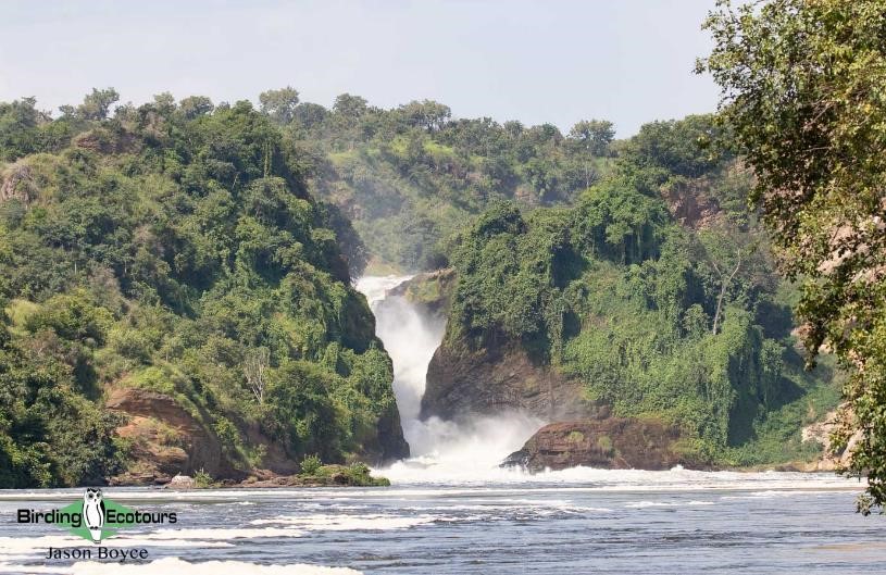 Birding Tour Uganda: Shoebill, Albertine Rift Endemics and Great Apes