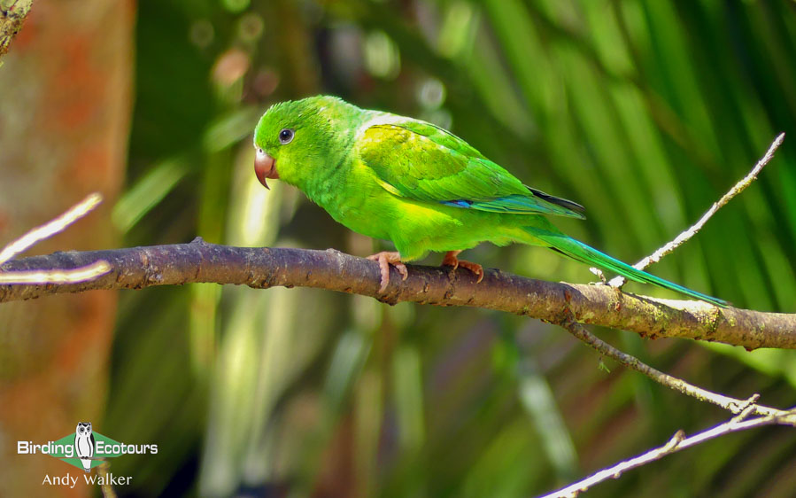 Birding Tour Brazil: Cerrado Endemics, Brazilian Merganser & Maned Wolf