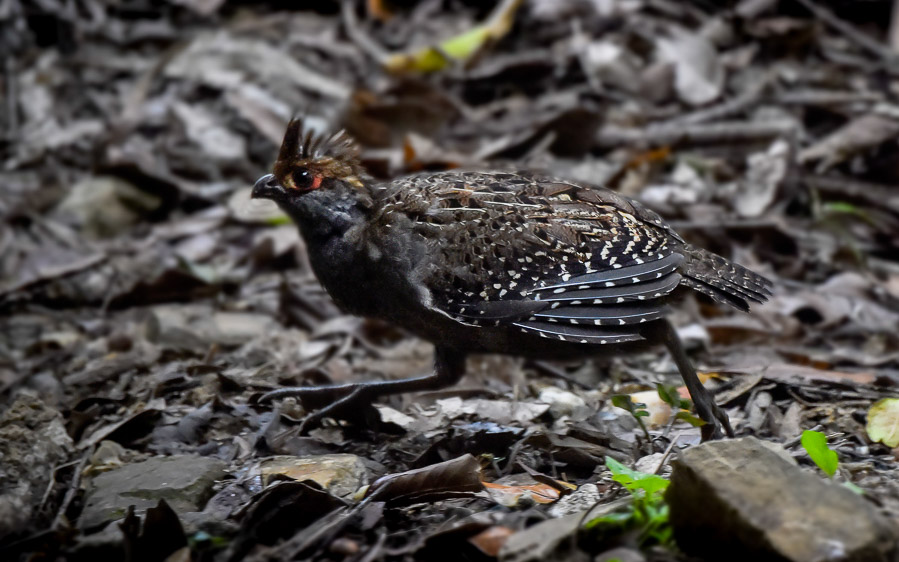 Southeast Brazil - Atlantic Forest Endemics Paradise