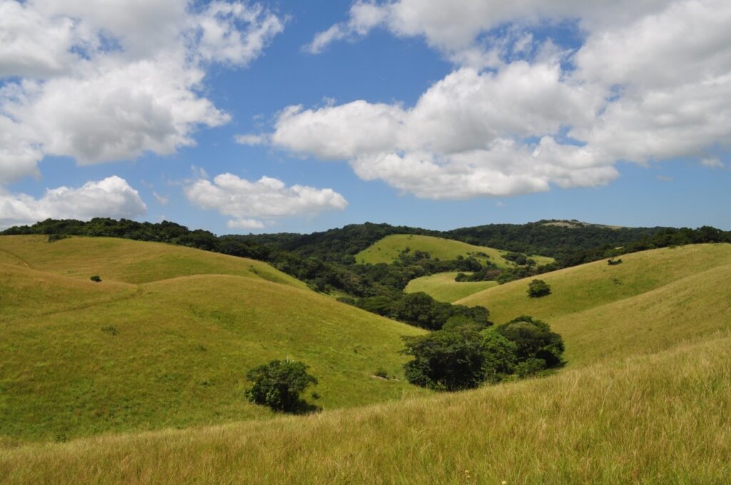 Zululand: Birding the forests and savannas of the Zulu Kingdom