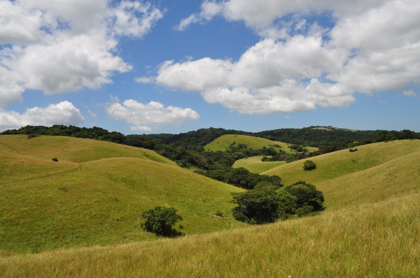 Zululand: Birding the forests and savannas of the Zulu Kingdom