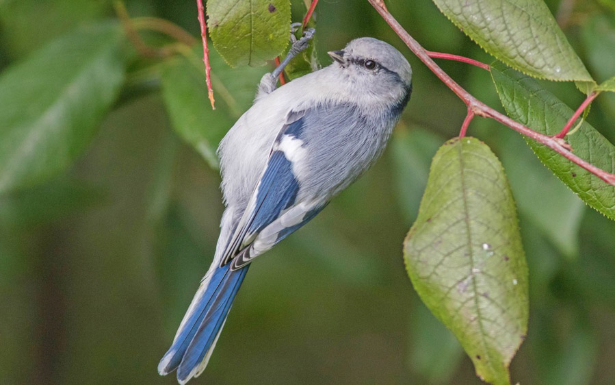 Birding Tour Mongolia: Bird Specialties in Taiga and Gobi