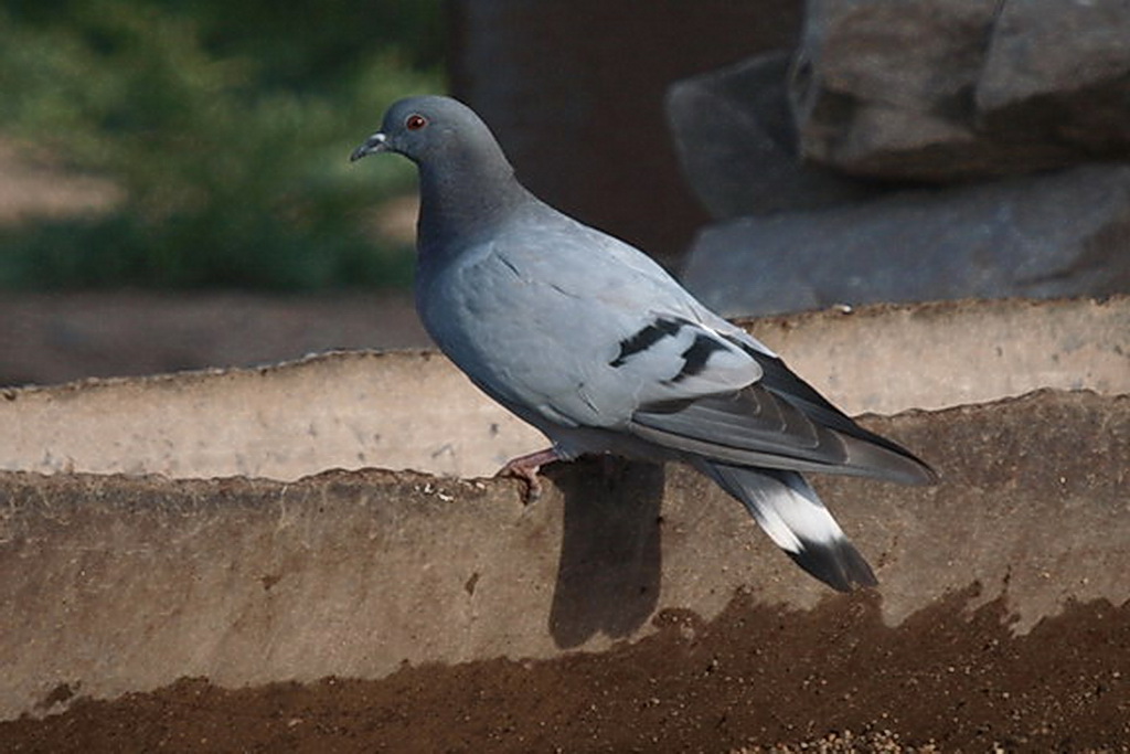 Mongolia Birding Tours - Birding Ecotours