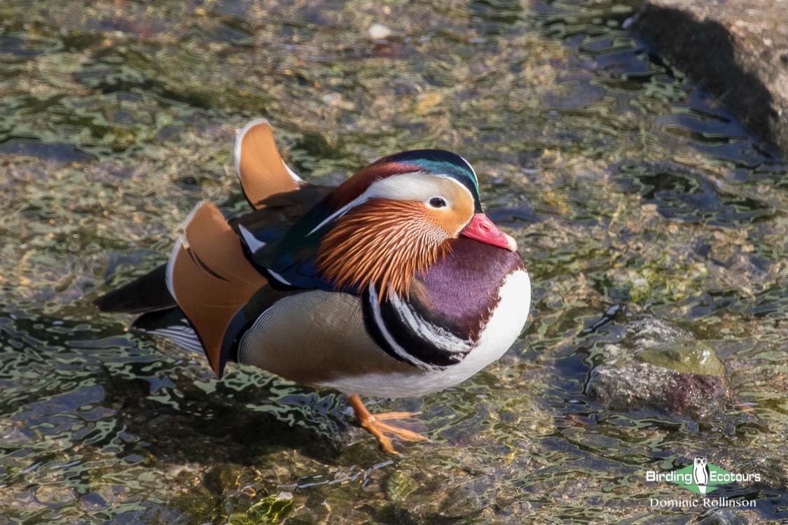 Birding Tour Japan: Spectacular Winter Birds - Birding Ecotours