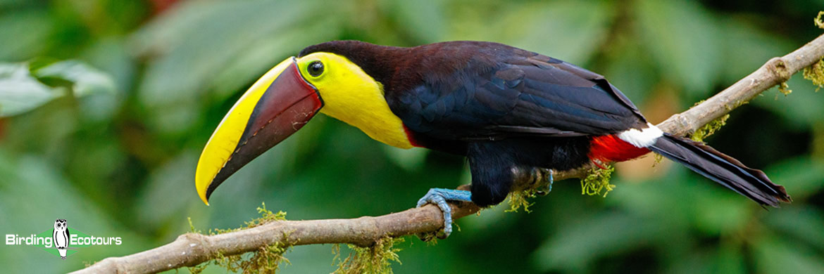 Northern Ecuador Birding Paradise - Hummingbird & Antpitta Extravaganza