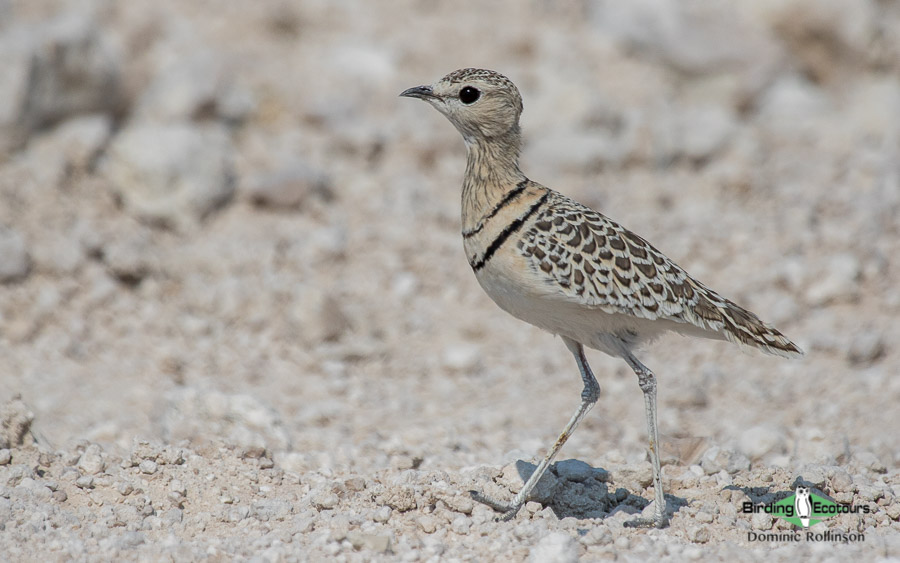 Namibia Birding Tours - Birding Ecotours