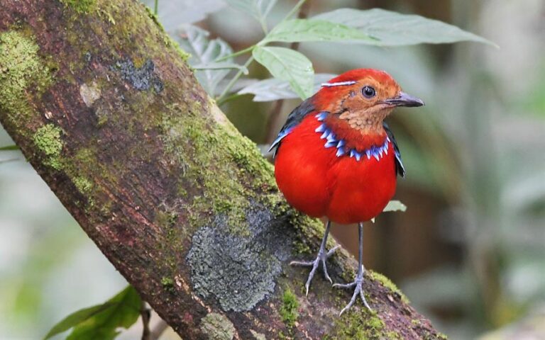 Birding Tour Borneo: Sarawak Restricted Range Endemics