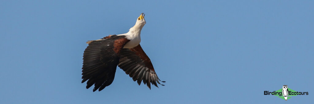 Birding Tour Gabon: Complete Gabon — Parts I and II