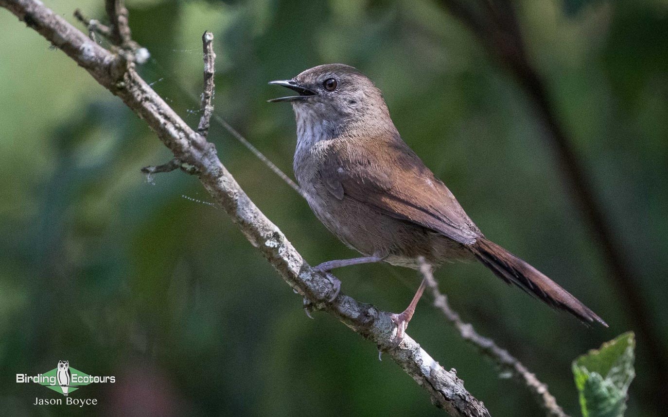 A Notorious Skulker Revealed - Barratt's Warbler