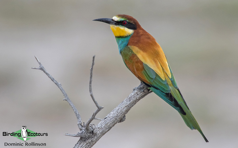 Namibia and Botswana Birding and Photo Tour
