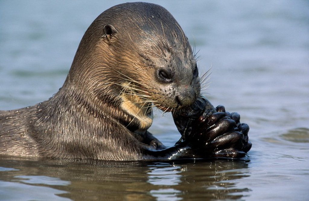 Birding Tour Ecuador: The Amazon - Clay Lick and Giant Otters