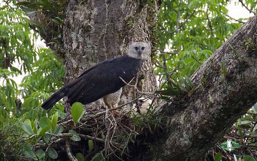 My Ten Favorite Birds of Peru | Learn why I think so