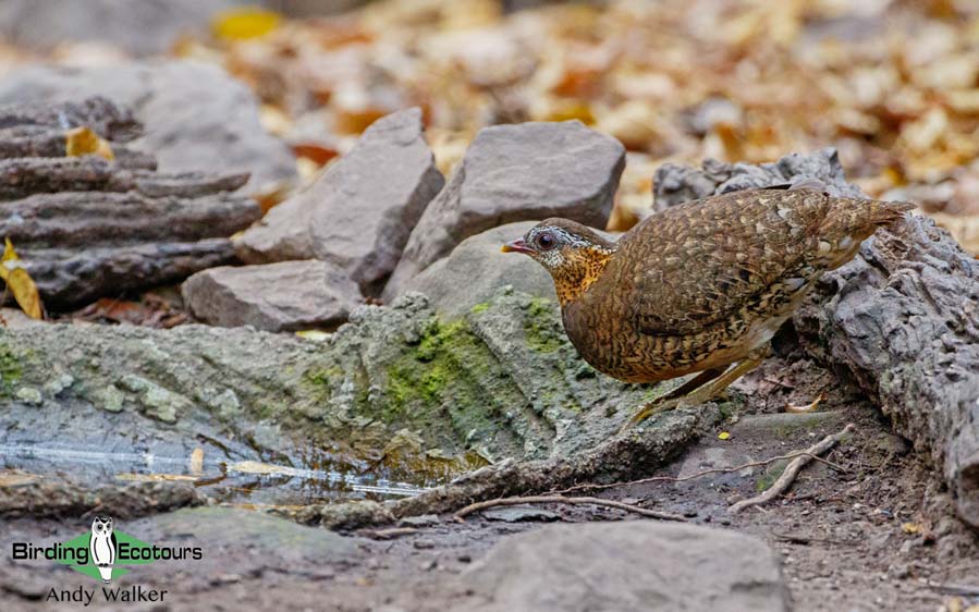 Central Thailand Birding Tour - Shorebird Spectacle & Jungle Birding