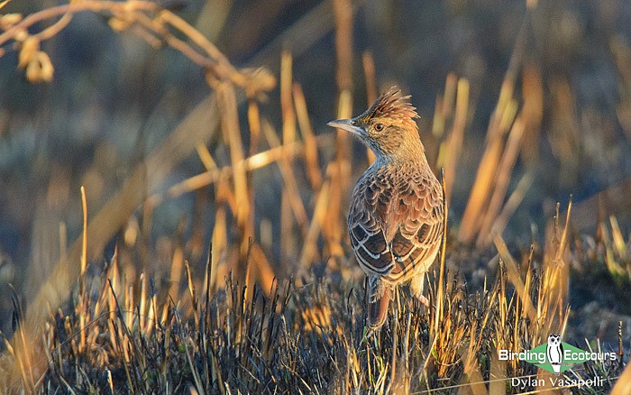 Birding Tour Angola: Africa's Best-kept Birding Secret