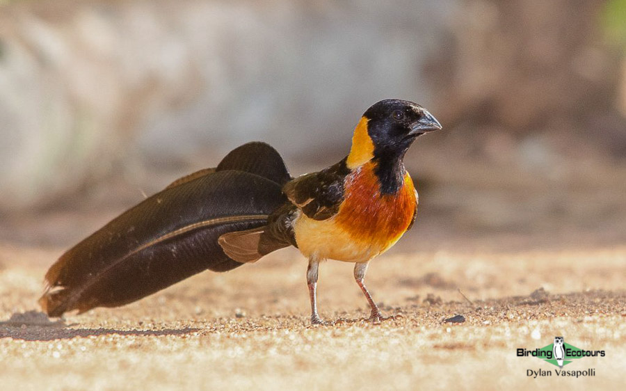 Zambia Birding Tours - Birding Ecotours