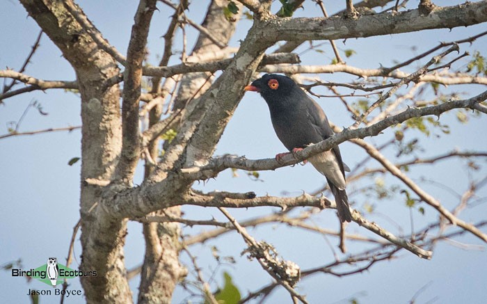 Birding Tour Angola: Africa's Best-kept Birding Secret
