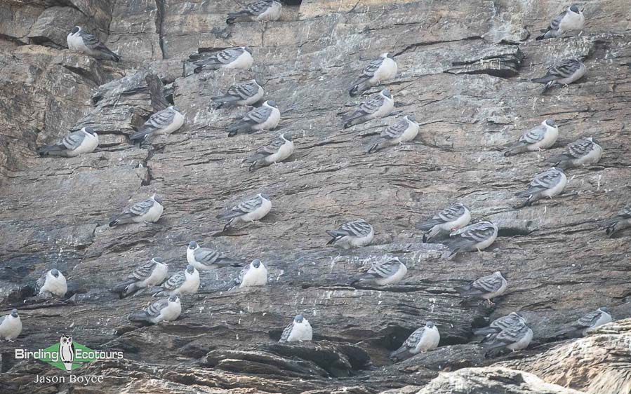 Birding Tour Bhutan: Spring in the Eastern Himalayas