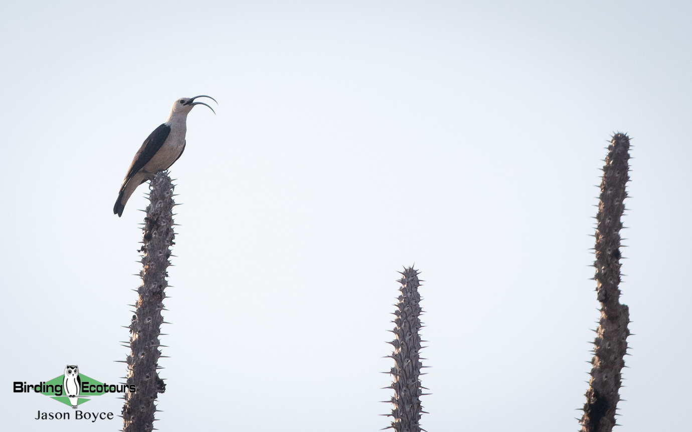 Madagascar Birding Tours - Birding Ecotours