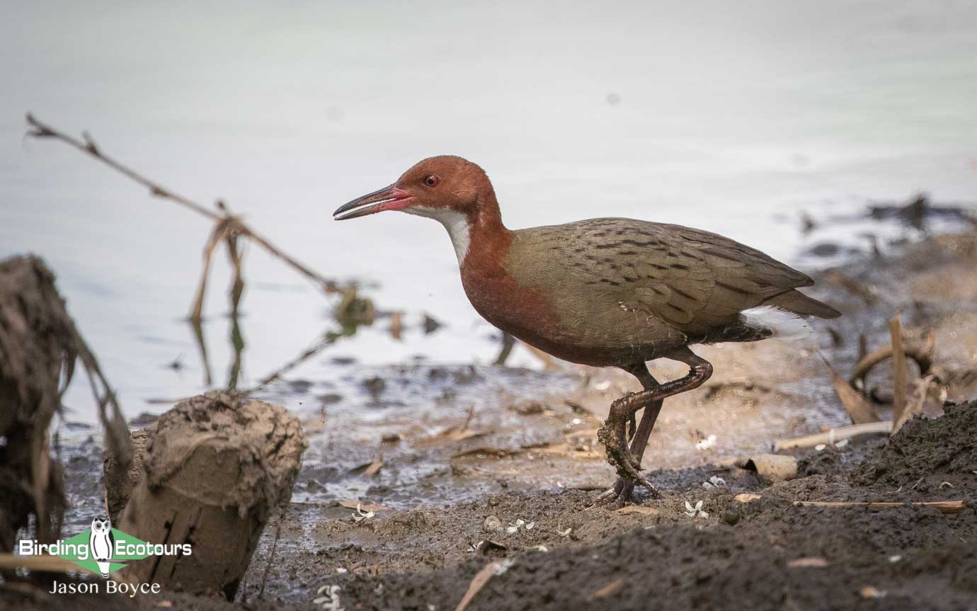 Madagascar Birding Tours - Birding Ecotours