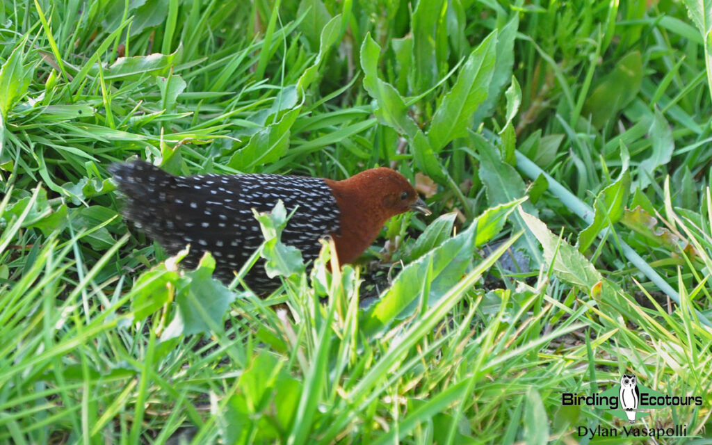 Johannesburg’s Top Birding Sites - Birding Ecotours