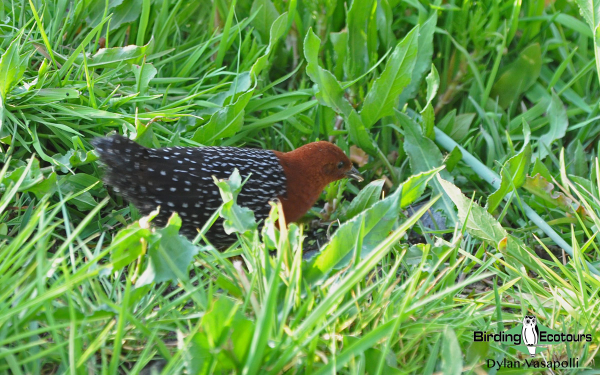 Johannesburg’s Top Birding Sites - Birding Ecotours