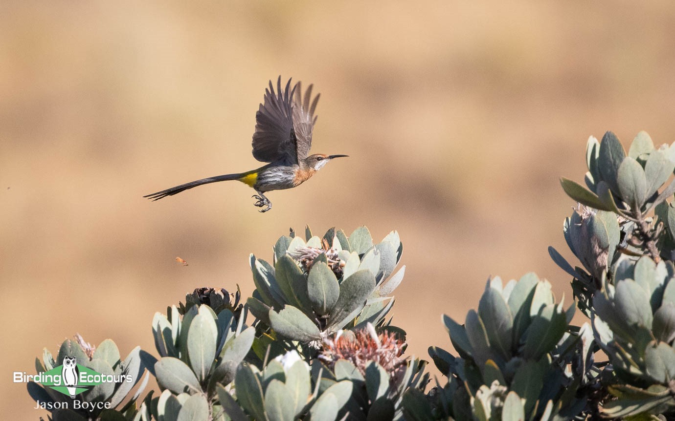 Birding Tour South Africa: Kruger National Park and Escarpment