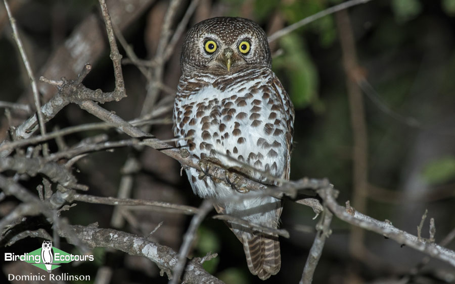 Owls of Southern Africa - Birding Ecotours