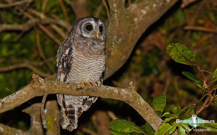 Owls of Southern Africa - Birding Ecotours