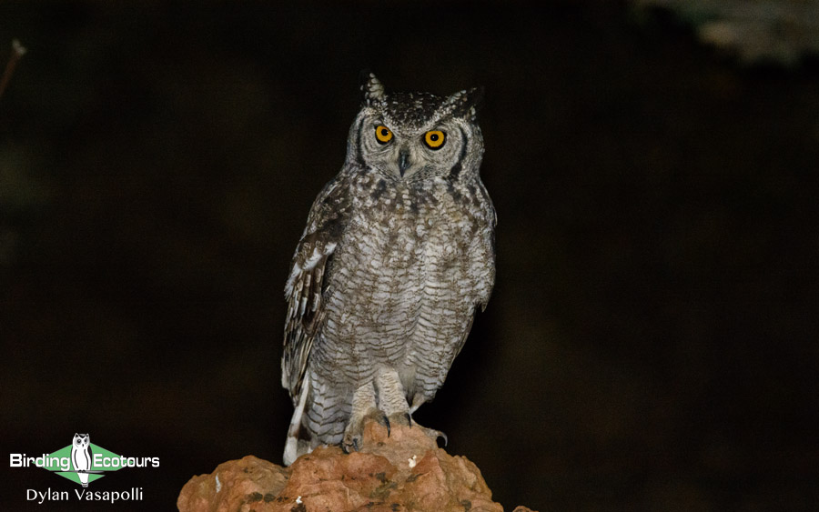Owls of Southern Africa - Birding Ecotours