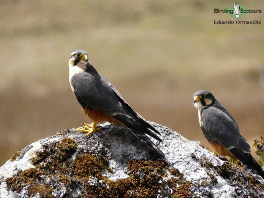 Central Peru Birding Adventure - Birding Ecotours