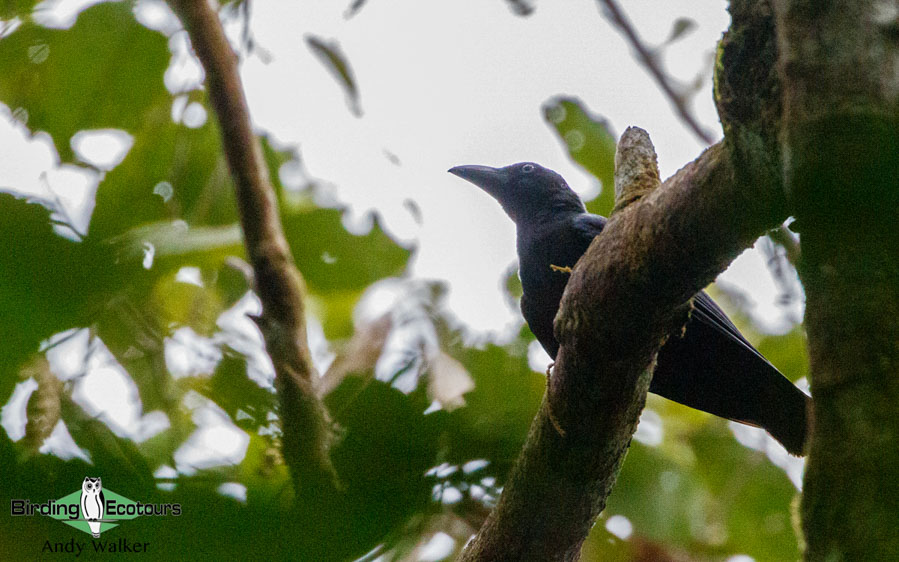 Sulawesi Birding Adventure - Part One of Three - Birding Ecotours