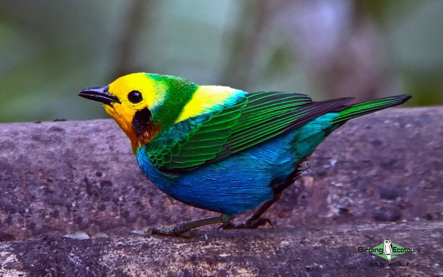 The Very Best of Colombia: The Andes & Chocó - Birding Ecotours
