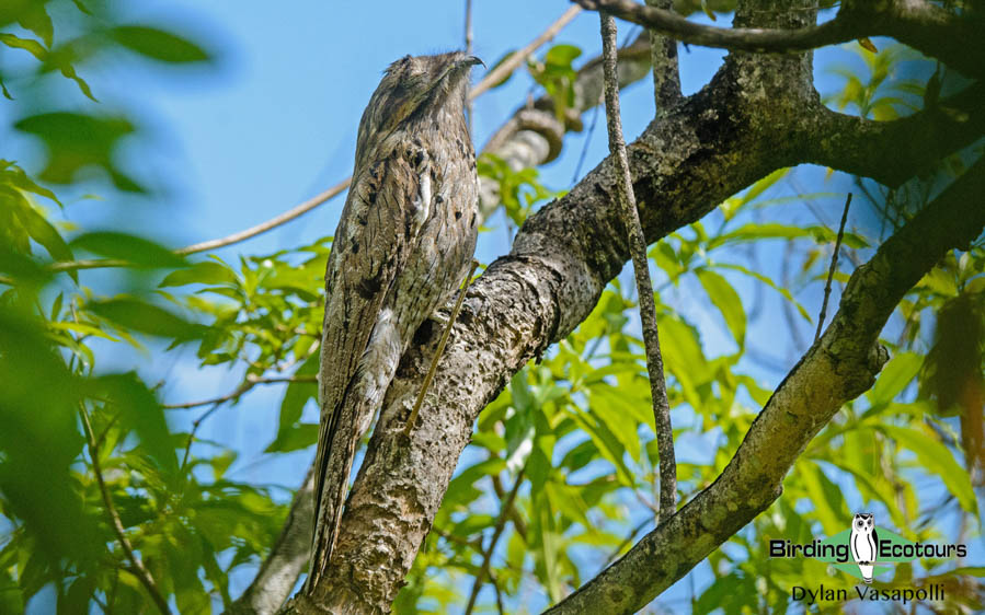 Dominican Republic Birding Tours - Birding Ecotours