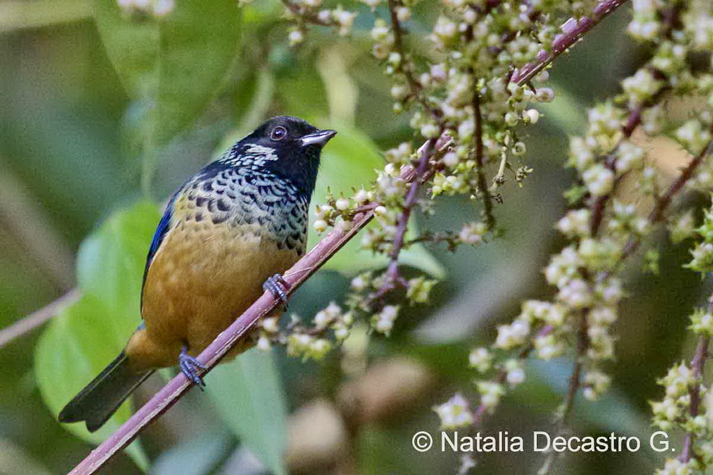 Panama Birding Tours - Birding Ecotours