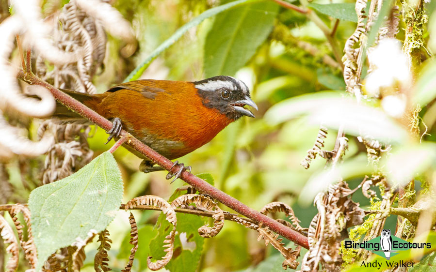 The Very Best of Colombia: The Andes & Chocó - Birding Ecotours